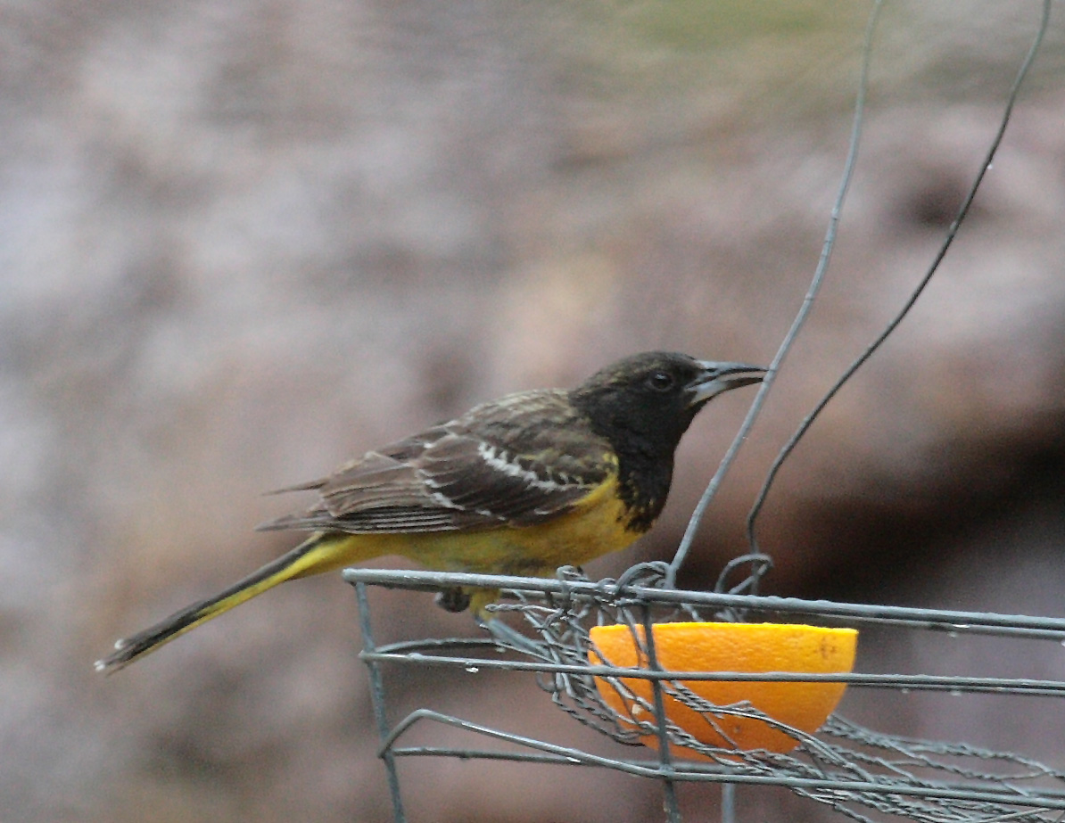 TWO BIRDERS TO GO: The Continuing Quest for Our Grail Bird