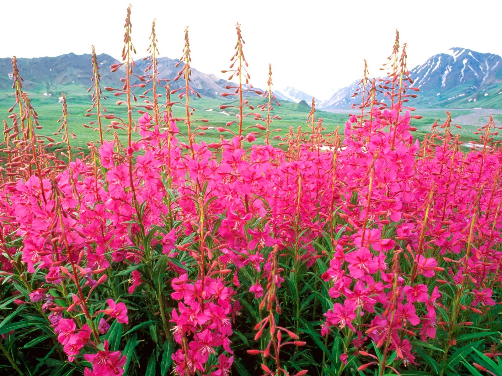 White Wolf : Ancient Native American Beauty Secrets