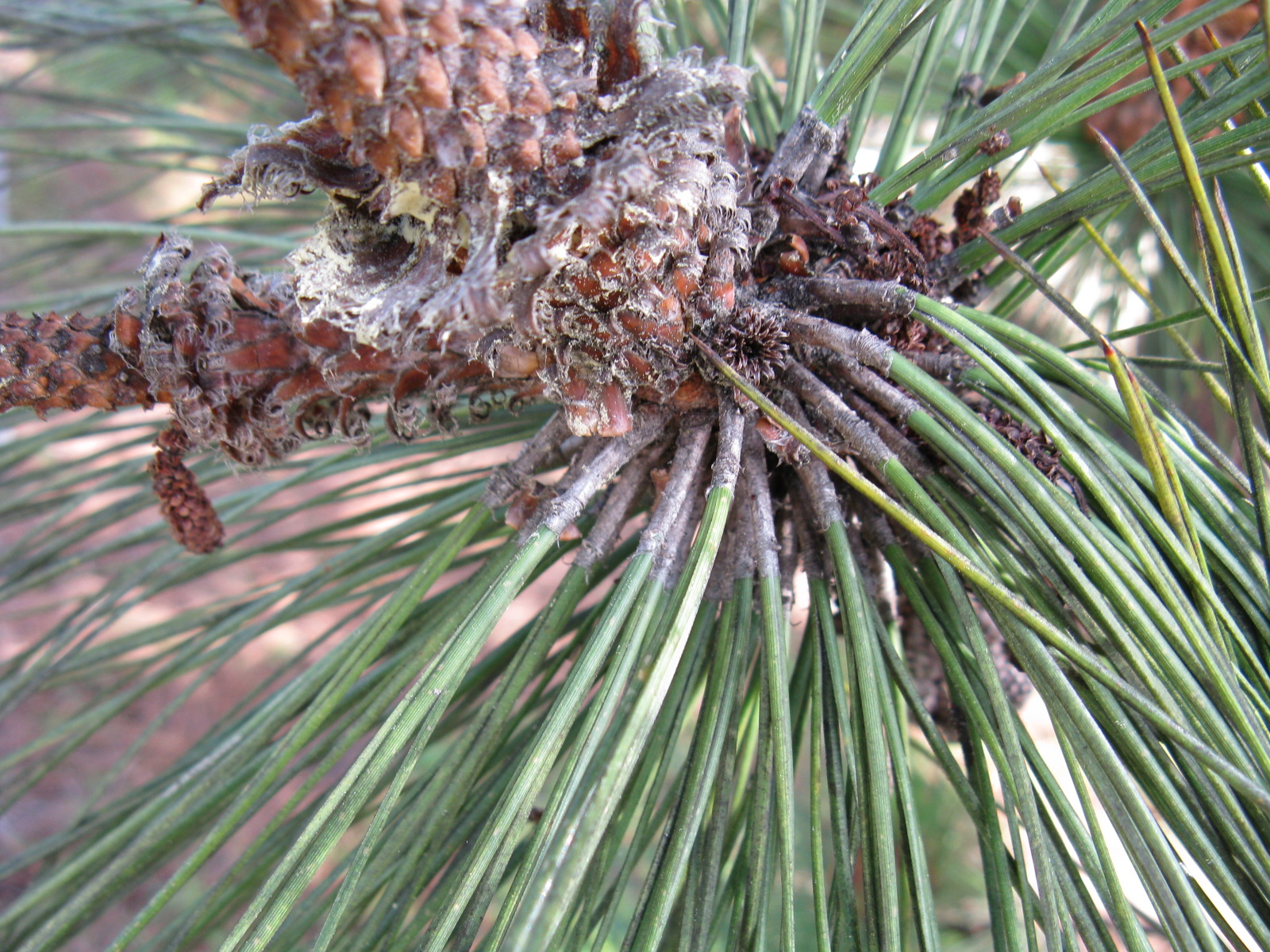 Trees of Santa Cruz County: Pinus canariensis - Canary Island Pine