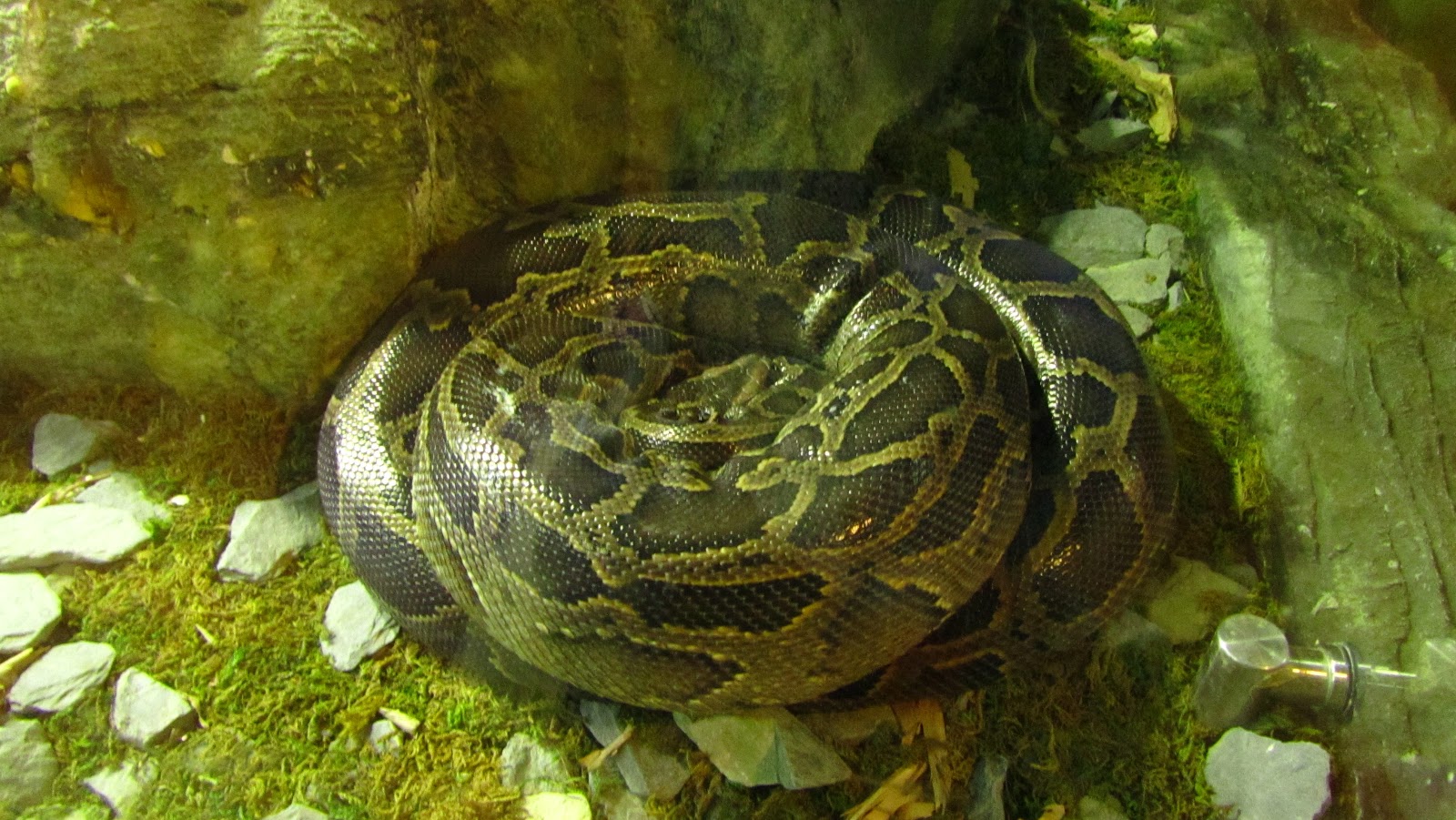 Spirited Wanderings: December 2012