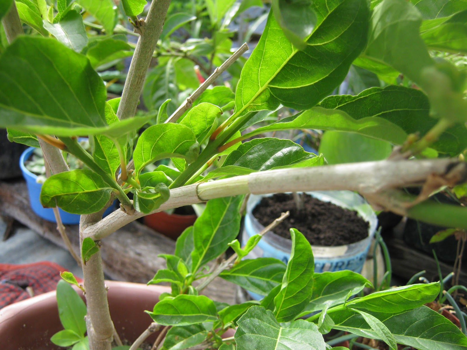 Tutorial: How to Marcot a Plant? | Korab Style