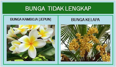 Bunga Lengkap Dan Bunga Tidak Lengkap – Bimbel Brilian