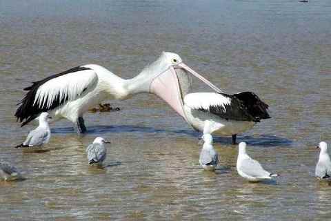 Funny Animals: Funny Pelican Pictures