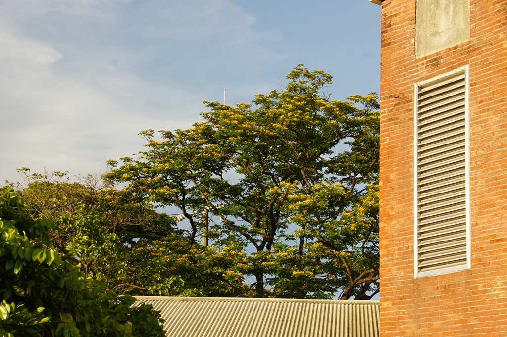 OUR PHILIPPINE TREES: It was Sunshine for a Day!