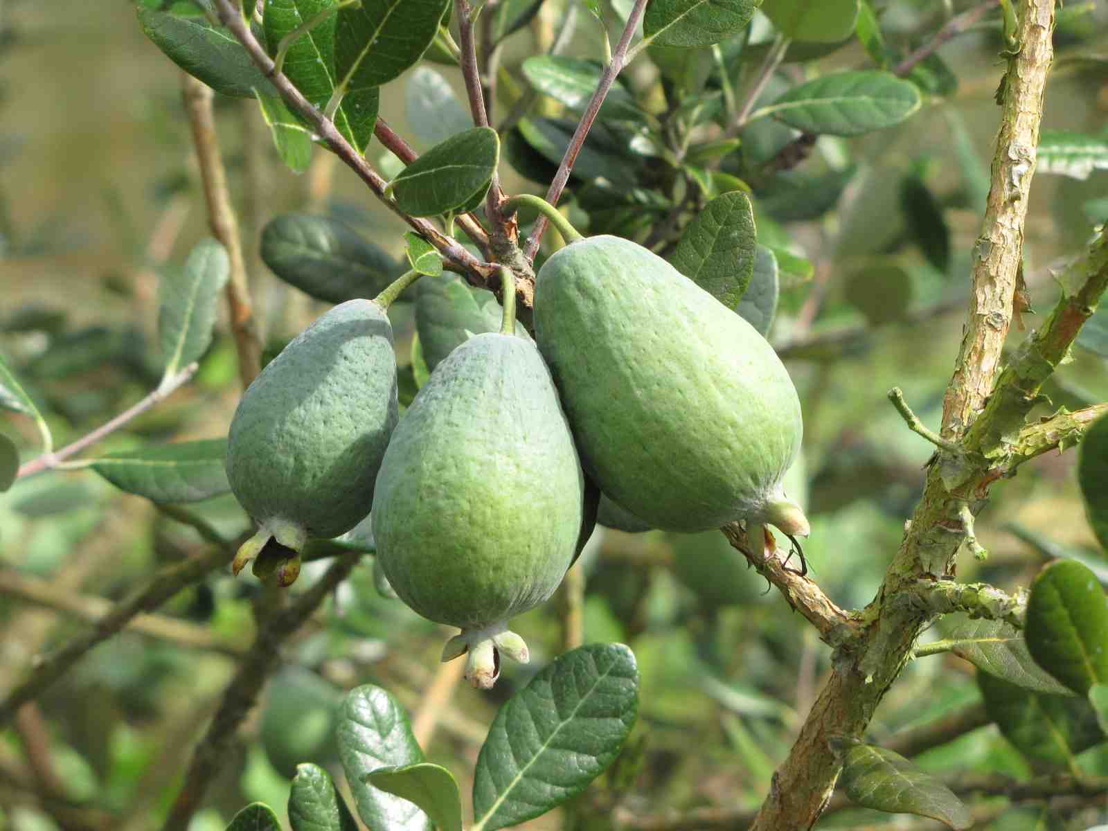 Feijoa (Feijoa selowiana) | F r u t a s d e l m u n d o