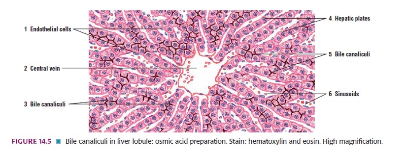 Histologi Sistem Pencernaan-Usus Halus dan Usus Besar | BlogK Putih