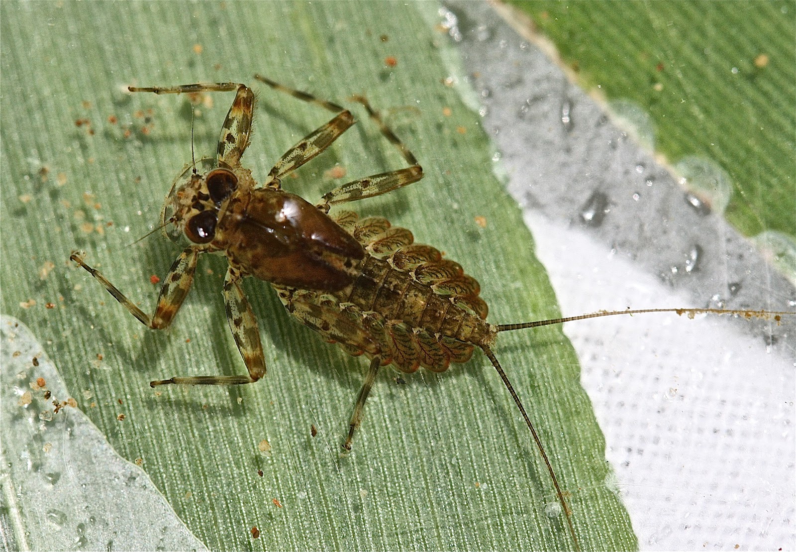 Aquatic Insects of Central Virginia: EPT Species List for Central ...