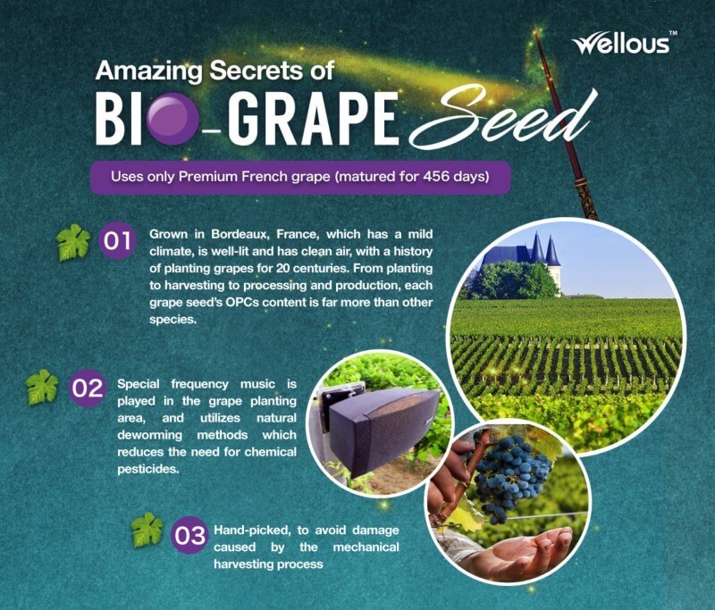 Bio-Grape Seed 葡萄籽 Benih Bio-Grape