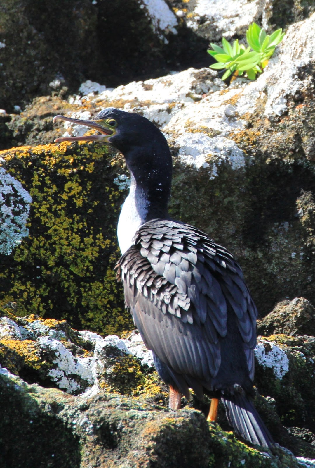 Heading South: The Chatham Islands