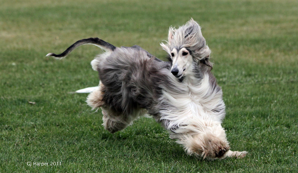 Musings of a Biologist and Dog Lover: January 2012