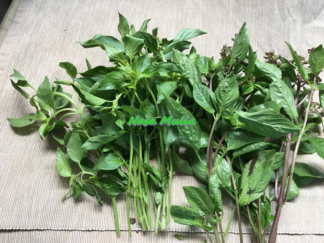 warna warni hidupku..............: Jom Kenali Pucuk-Pucuk / Herba ...