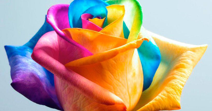 Rare Flower-Rainbow Roses Real ~ ThundersCloud