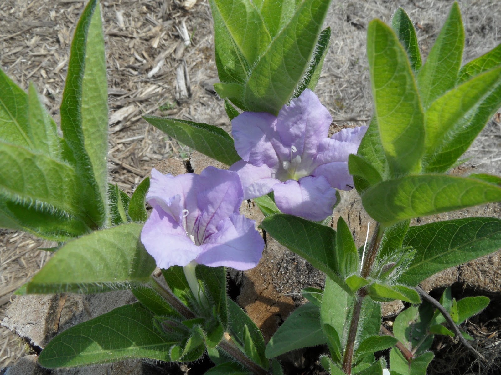 Midway Prairie Garden: Wild Petunia-Ruellia humilis