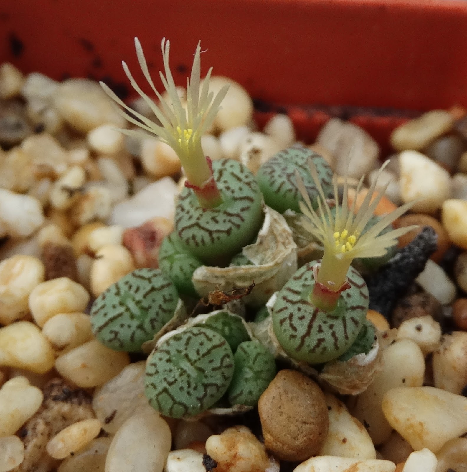 Succulent Sundae: CONOPHYTUM MINIMUM