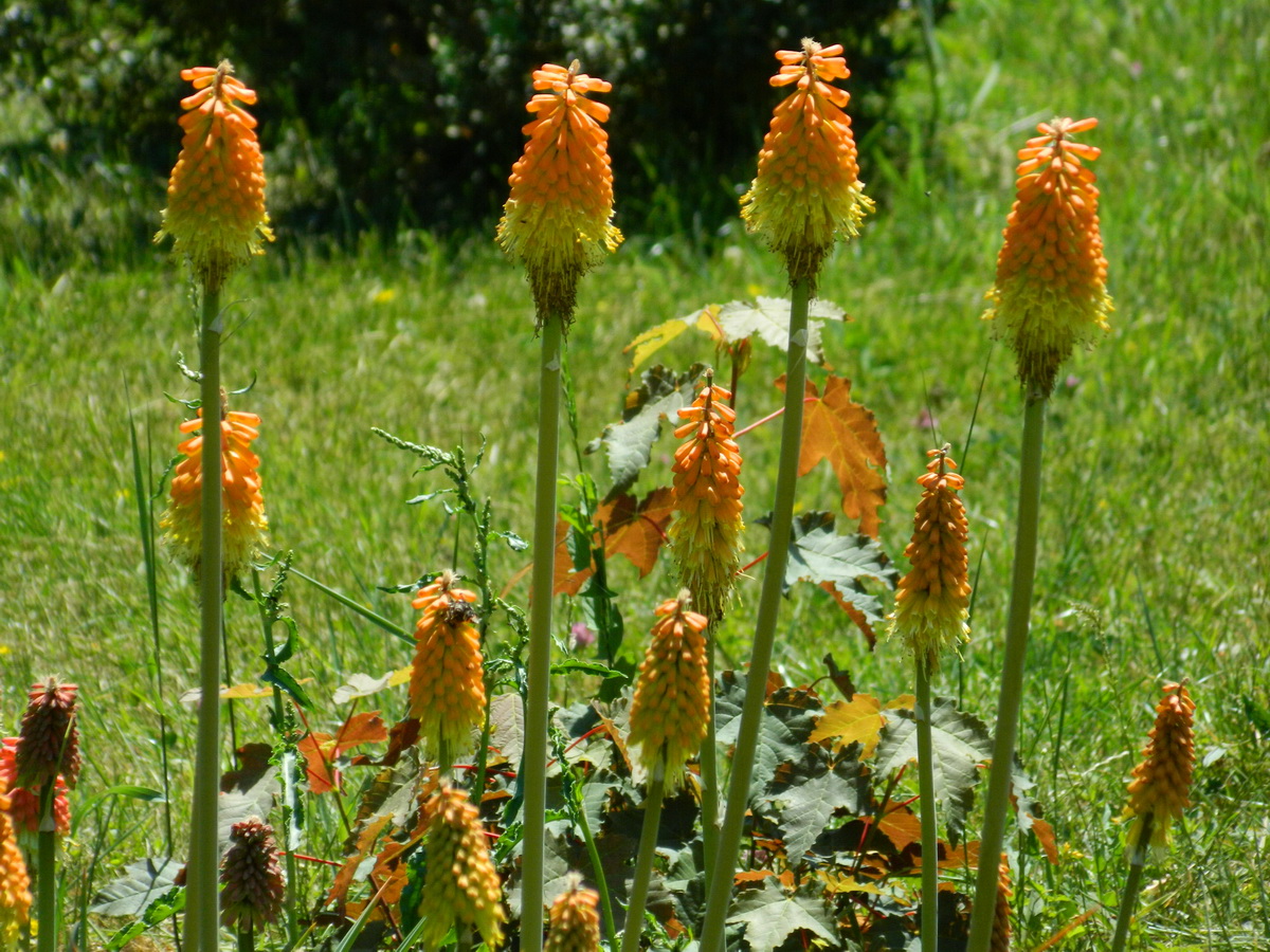 LA MULTI ANI, ROMANIA!: Flori exotice