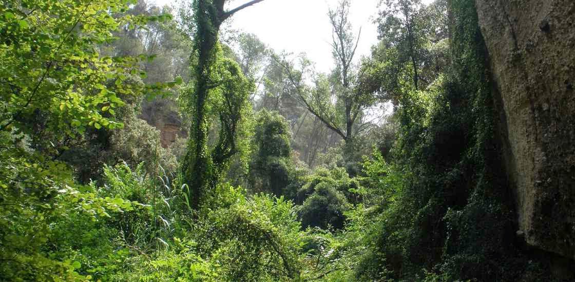 La selva, el bioma más complejo y diverso del planeta - Biología