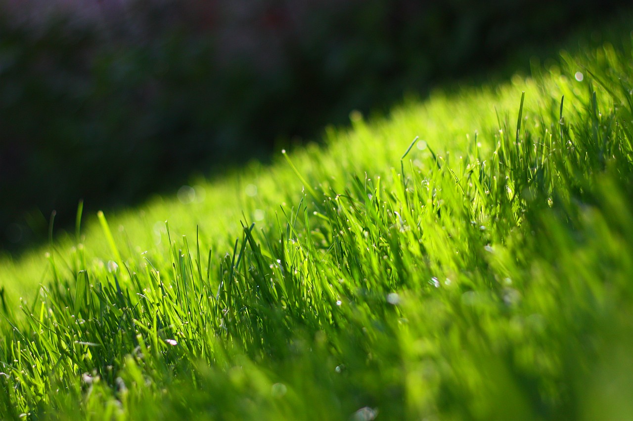 Top 41 Most Beautiful And Most Dashing GRASS Wallpapers In HD