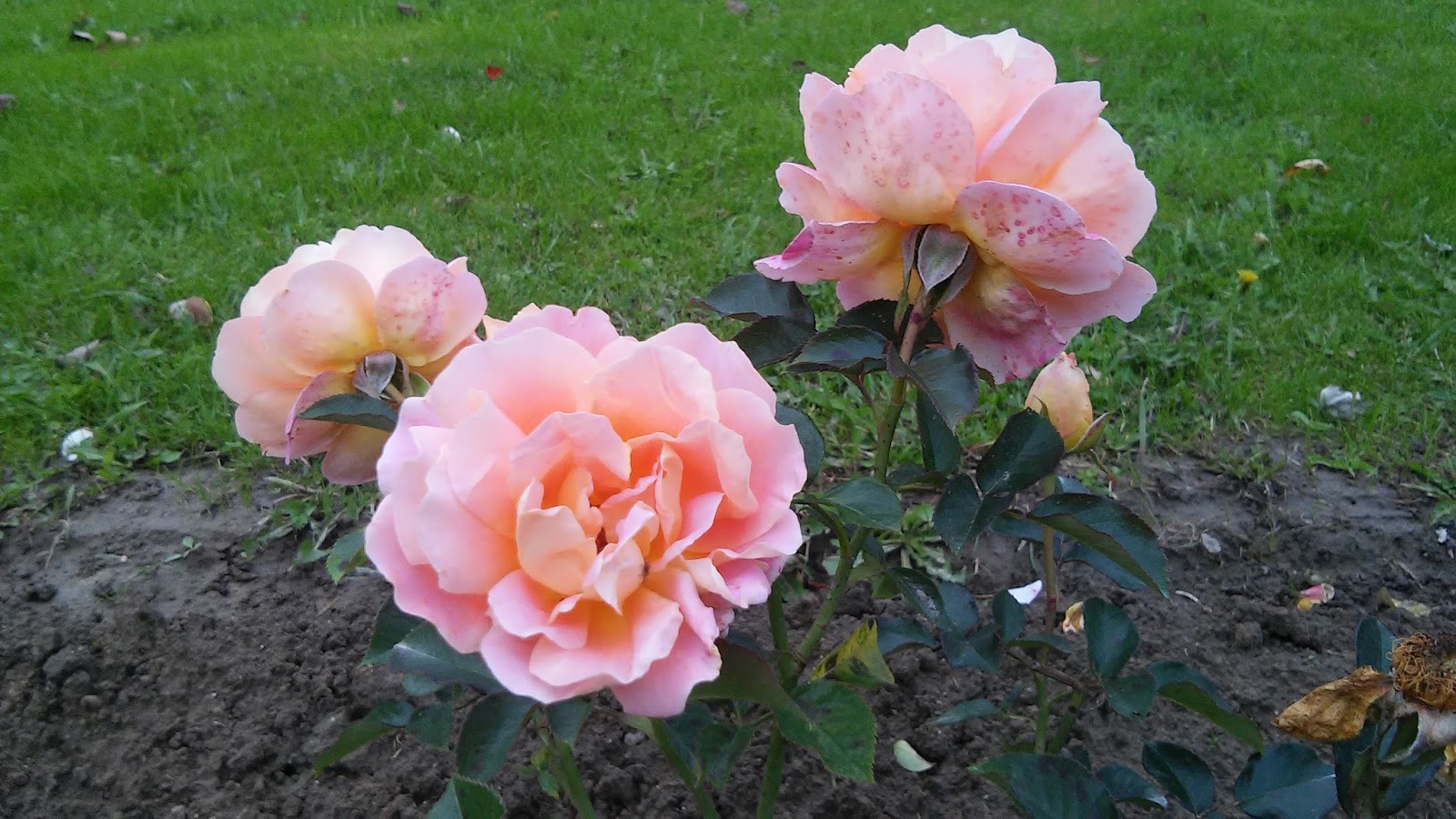 Ranczo Elma: Róża (Rosa) Alpine Sunset