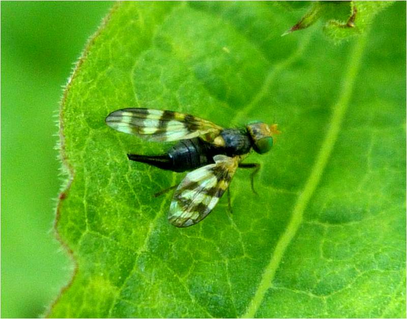 Insects of Scotland: Other Flies/Picture-wing Flies