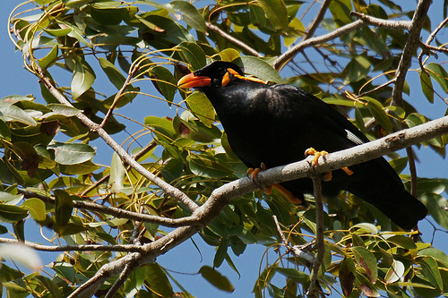 WELCOME MY BLOG ANIMALS: Fauna Of Indonesian