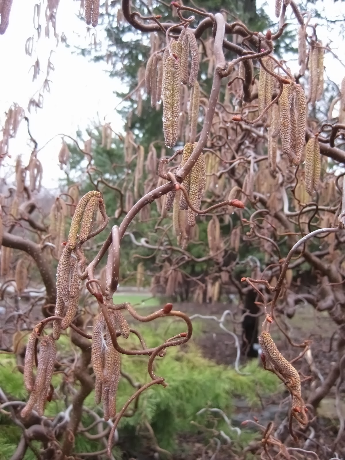 Rotary Botanical Gardens - Hort Blog: Garden Contortion