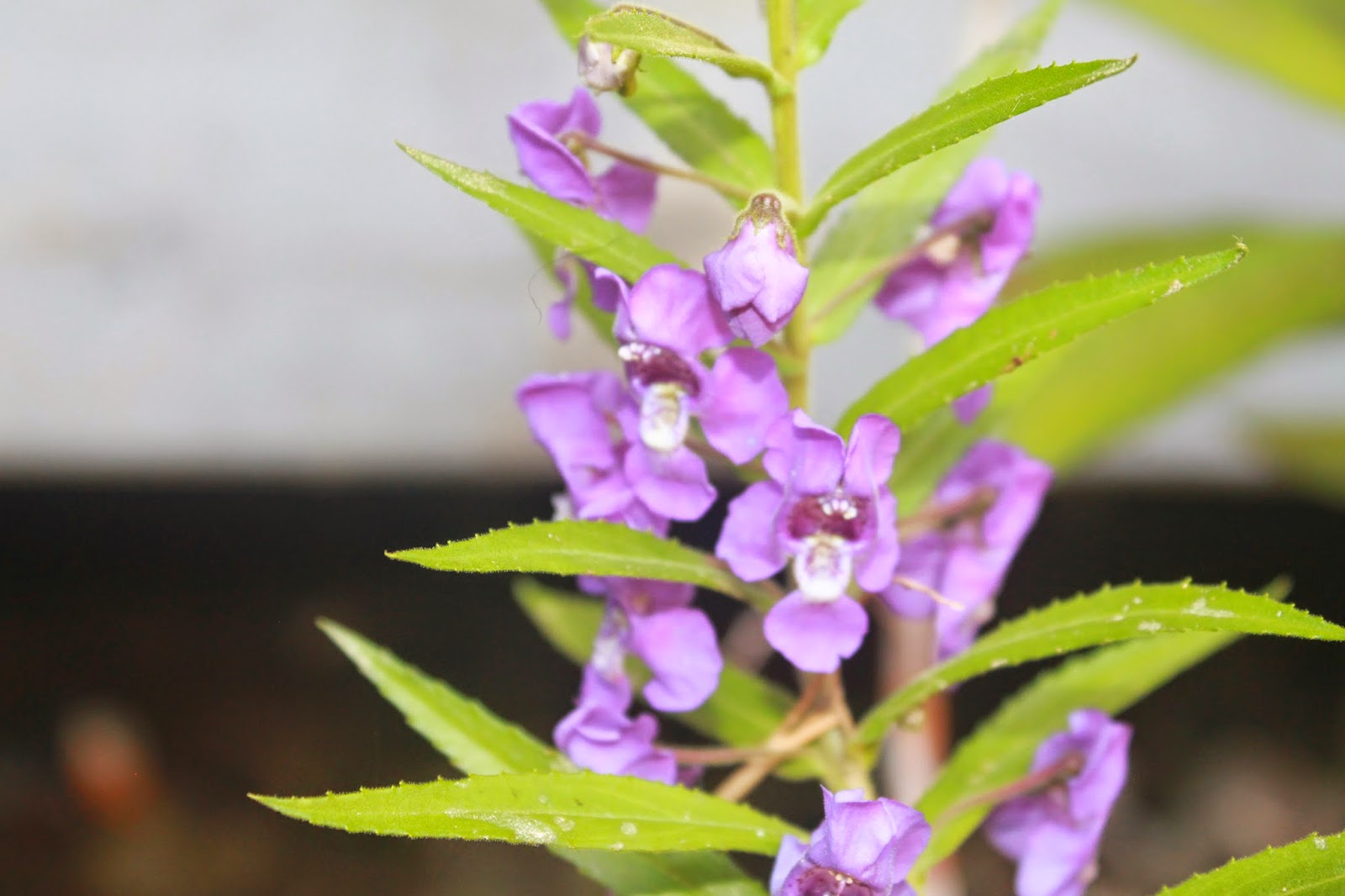 Bunga Papua Terlengkap | Budaya Papua