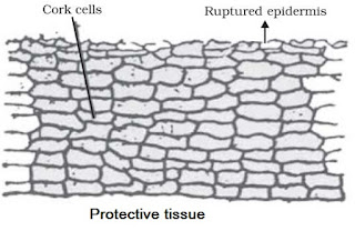 Notes of Ch 6 Plant Tissues| Class 9th Science