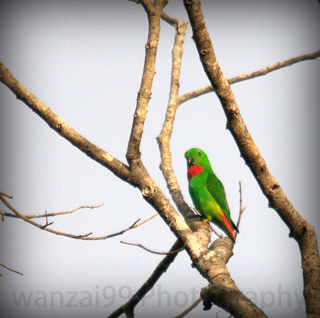 Malay Hanging Parrot | Burung Serindit: PHOTO SERINDIT AND INFO