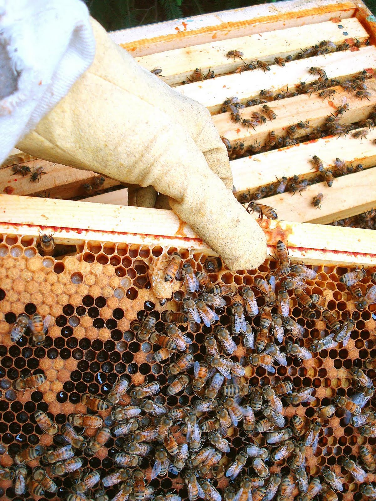 Queen cell size | Beekeeping Forums