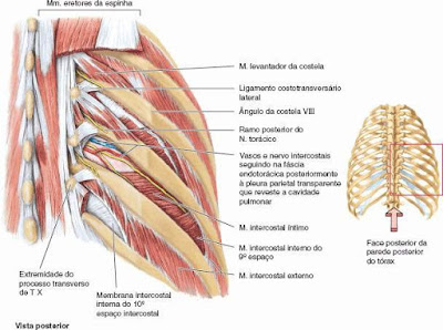 Nervos da parede torácica