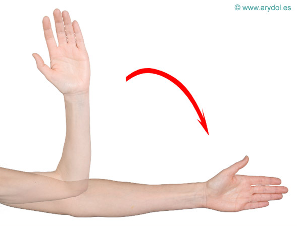 ANATOMÍA Y FISIOLOGÍA I - UI 1: El codo