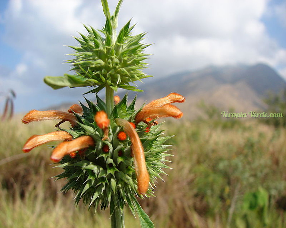 Benefícios do Cordão-de-frade | Terapia Verde