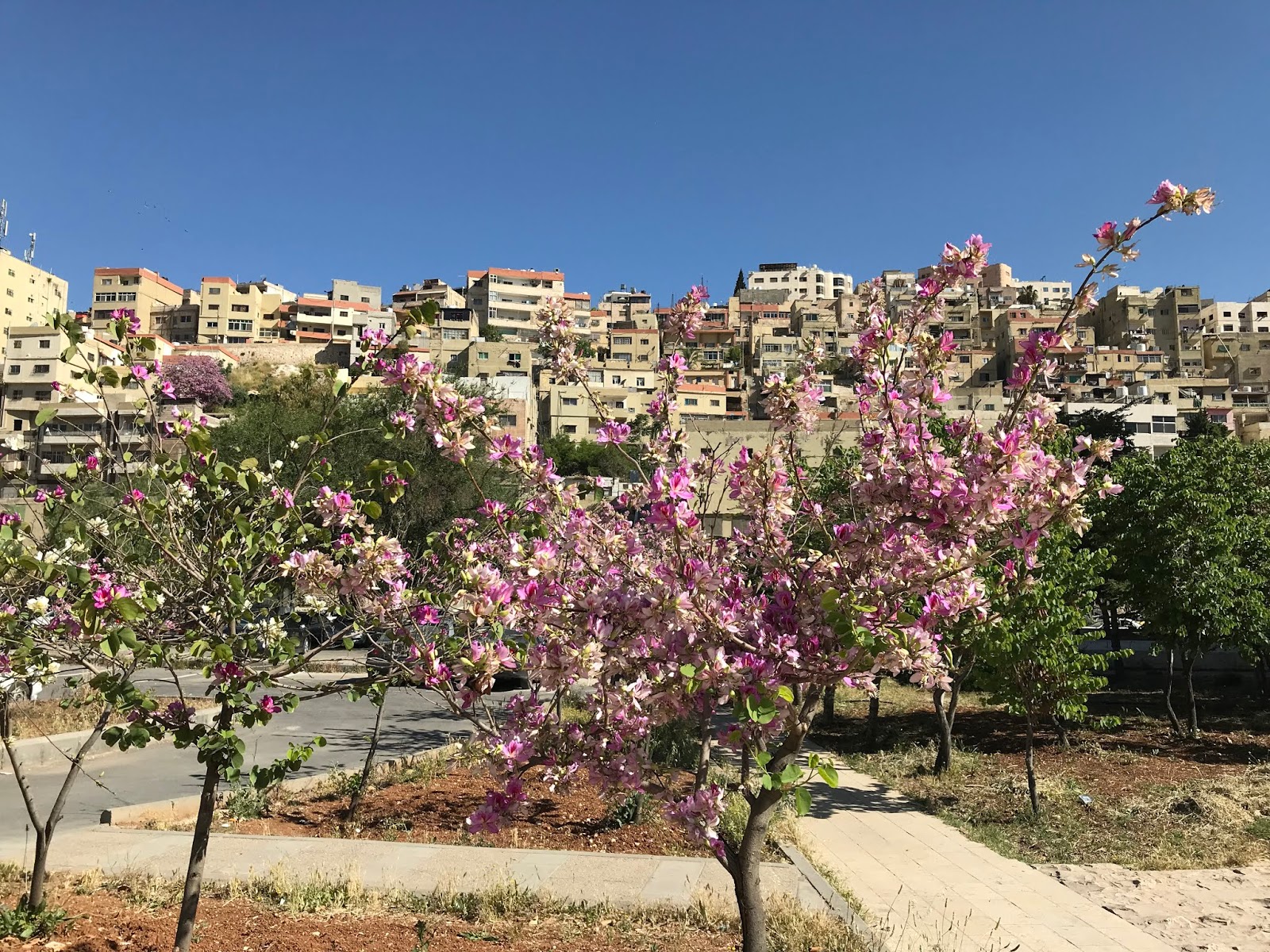 Happy Antipodean: Amman day three