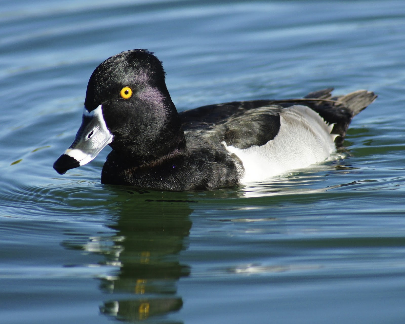 Butler's Birds: Autumn Staples