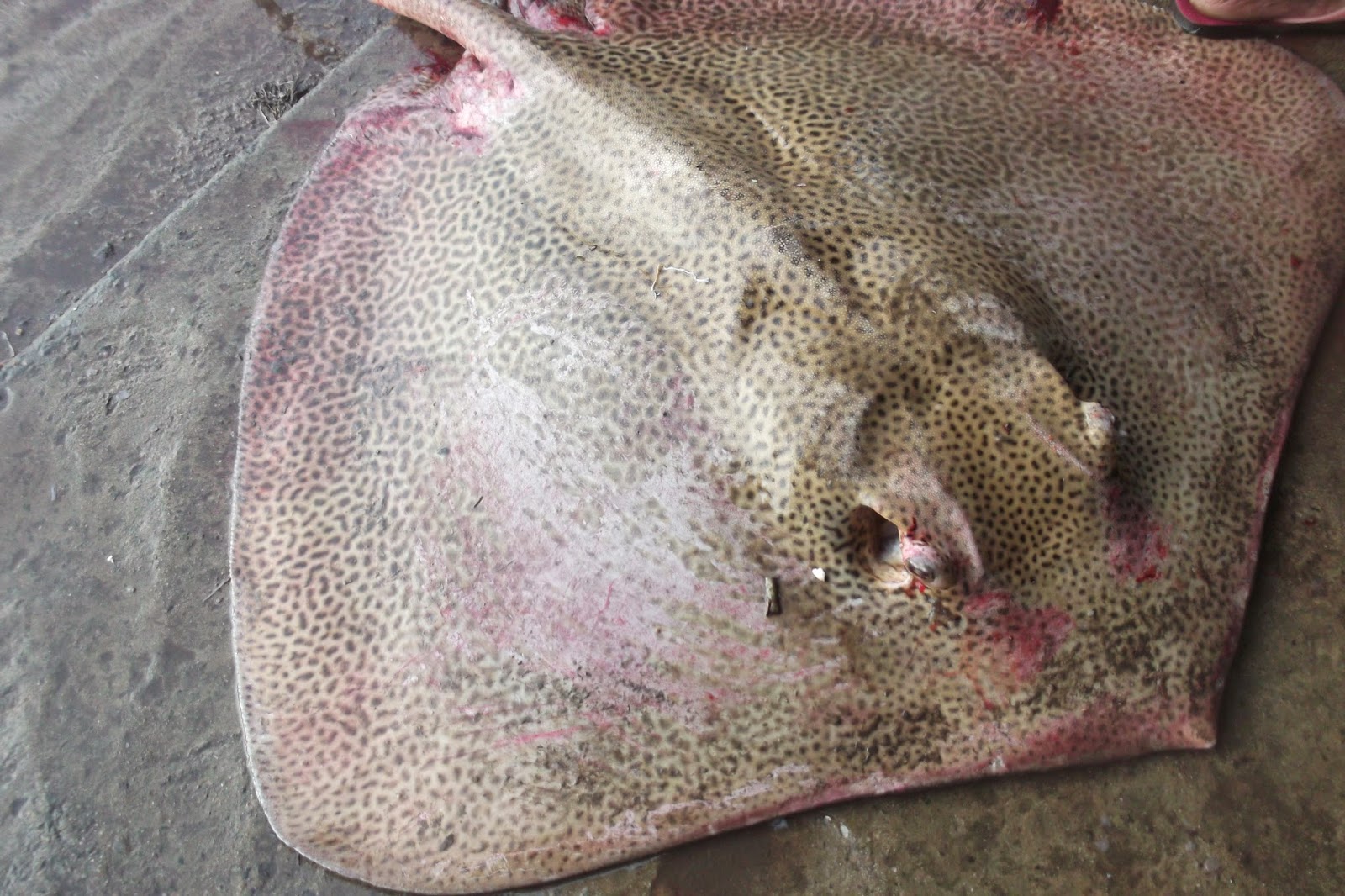 NEGOMBO SEAFOODS: MADUWA