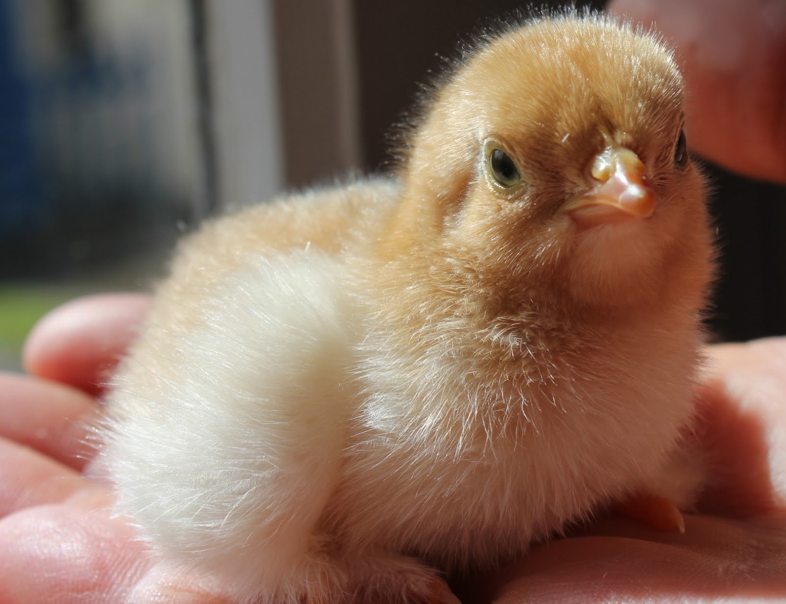 INDIVIDUAL CHICKEN BREEDS | The Holistic Hen - How to raise quail ...