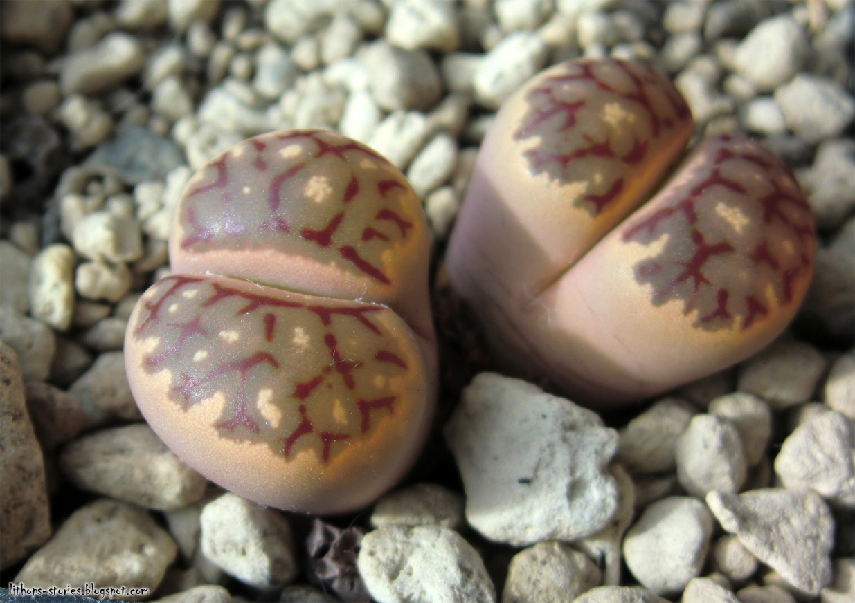 Lithops Stories Lithops Plant Size Part 1 17 Pics lithops-stories-lithops-plant-size-part-1-17-pics