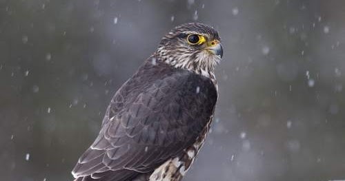 Merlin | Birds of India | Bird World