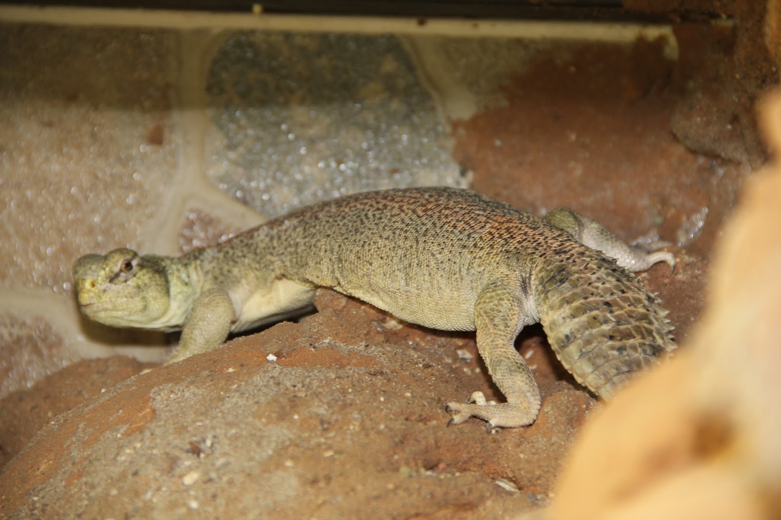 UROMASTYX DE HERMANIELDI: UROMASTYX THOMASI.