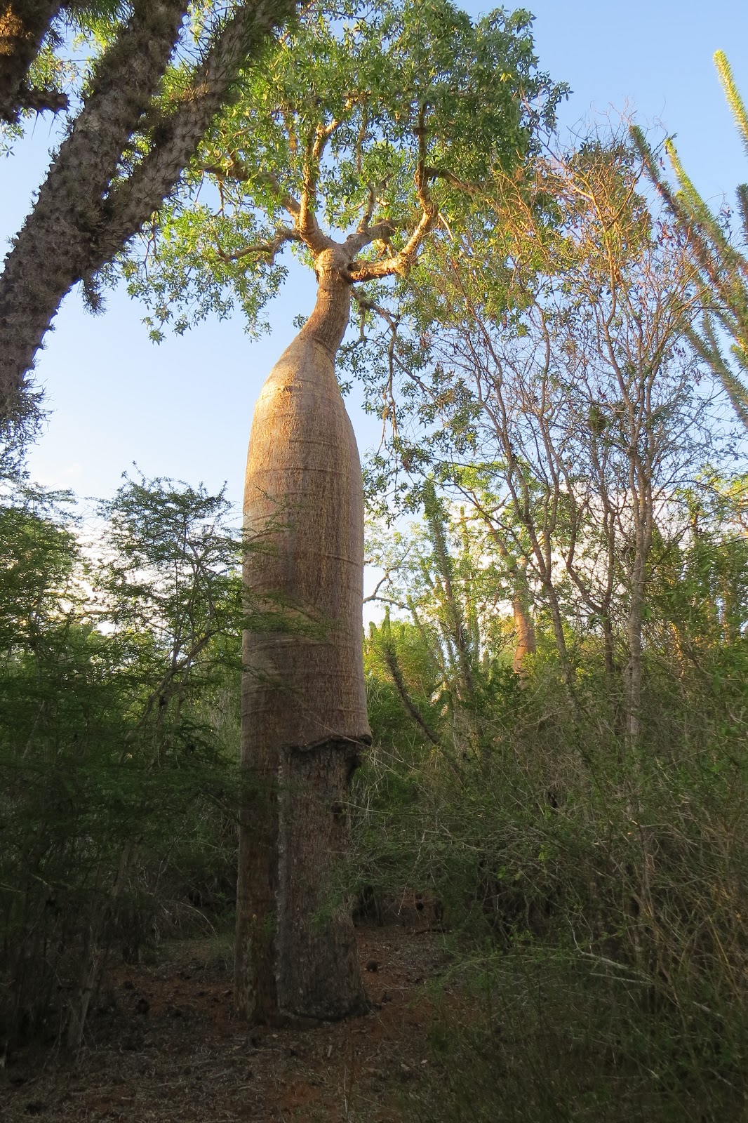 99 Desert Bush Rolling - Télécharger