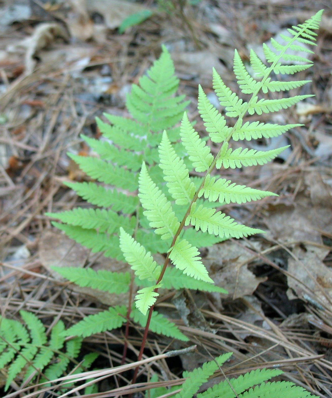 Using Georgia Native Plants: Ferns That Work For You Using Georgia Native Plants: Ferns That Work For You