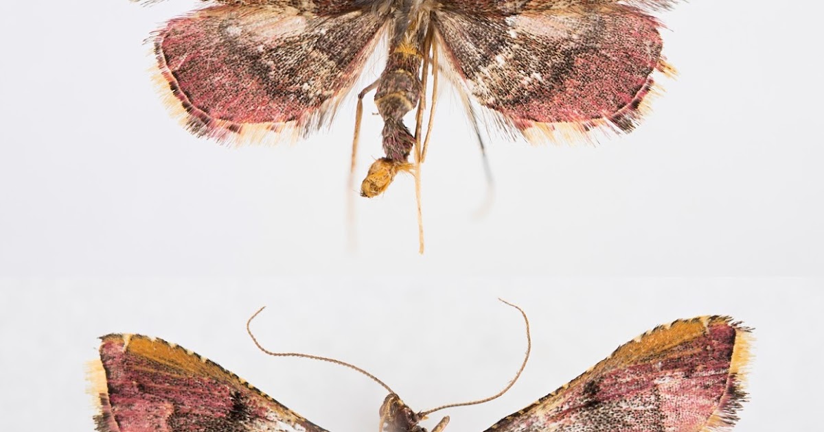 臺灣蛾訊 MOTHS of Taiwan: Endotricha similata (Moore, 1888) 尖突歧角螟