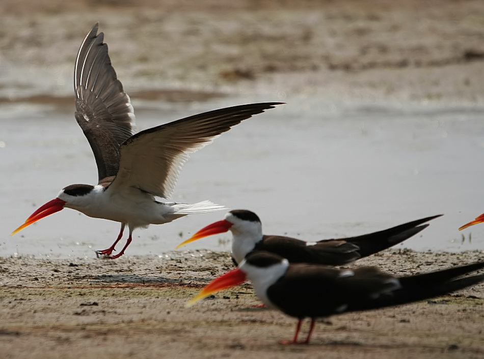 Indian Birds Photography: (delhibirdpix) Indian Skimmer (Rynchops ...
