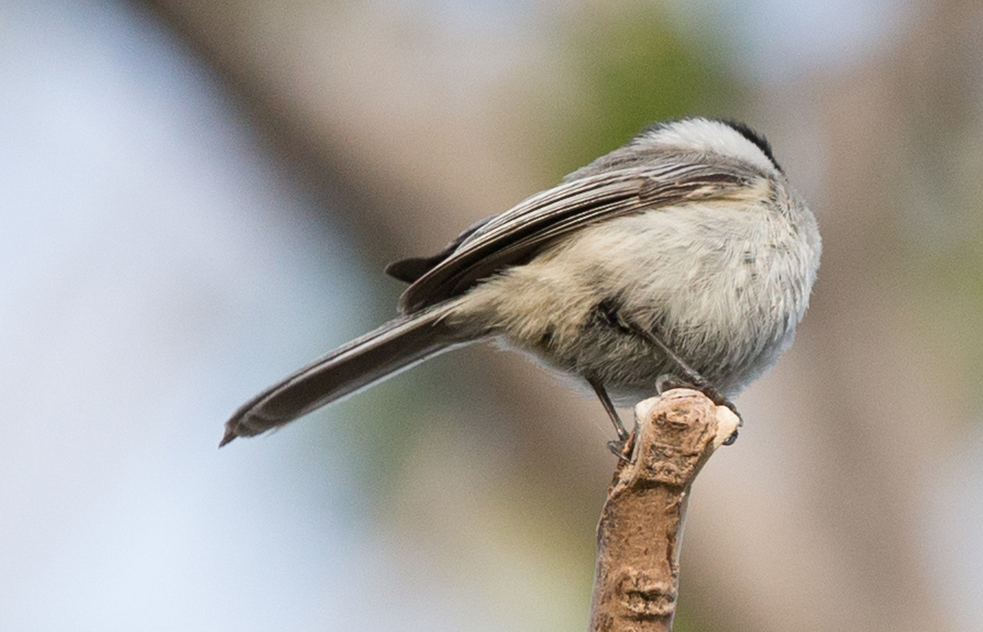 PeregrinePrints not dot com ... Blog: Hybrid Carolina X Black-capped ...
