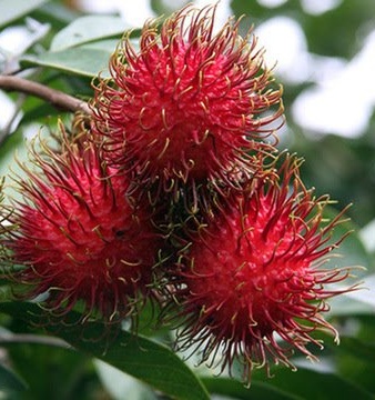 Berbagai Jenis Rambutan Di Indonesia - adenalfi: Info Dan Lingkungan