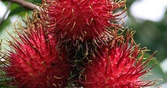 Berbagai Jenis Rambutan Di Indonesia - adenalfi: Info Dan Lingkungan