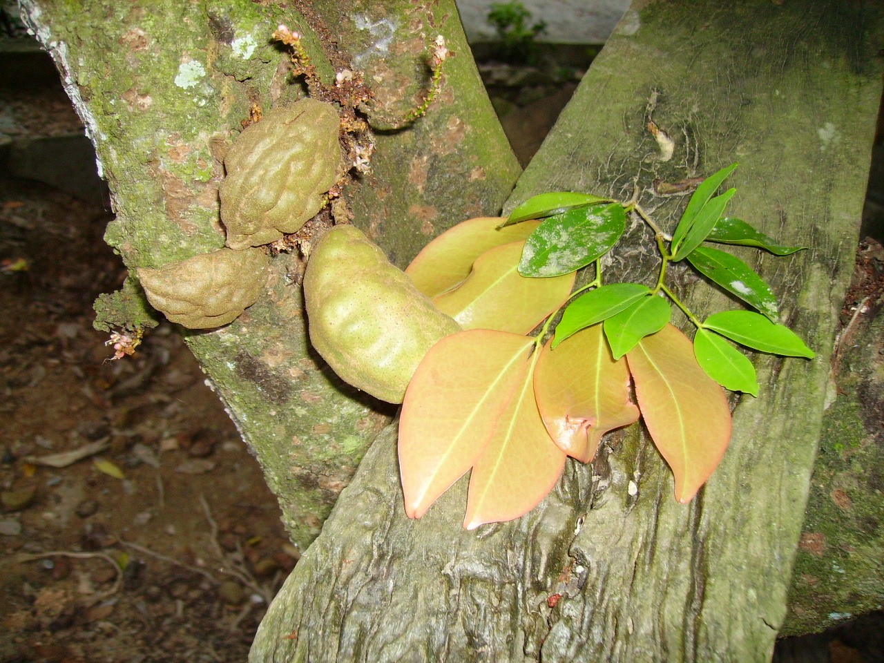 Buah Katak Puru