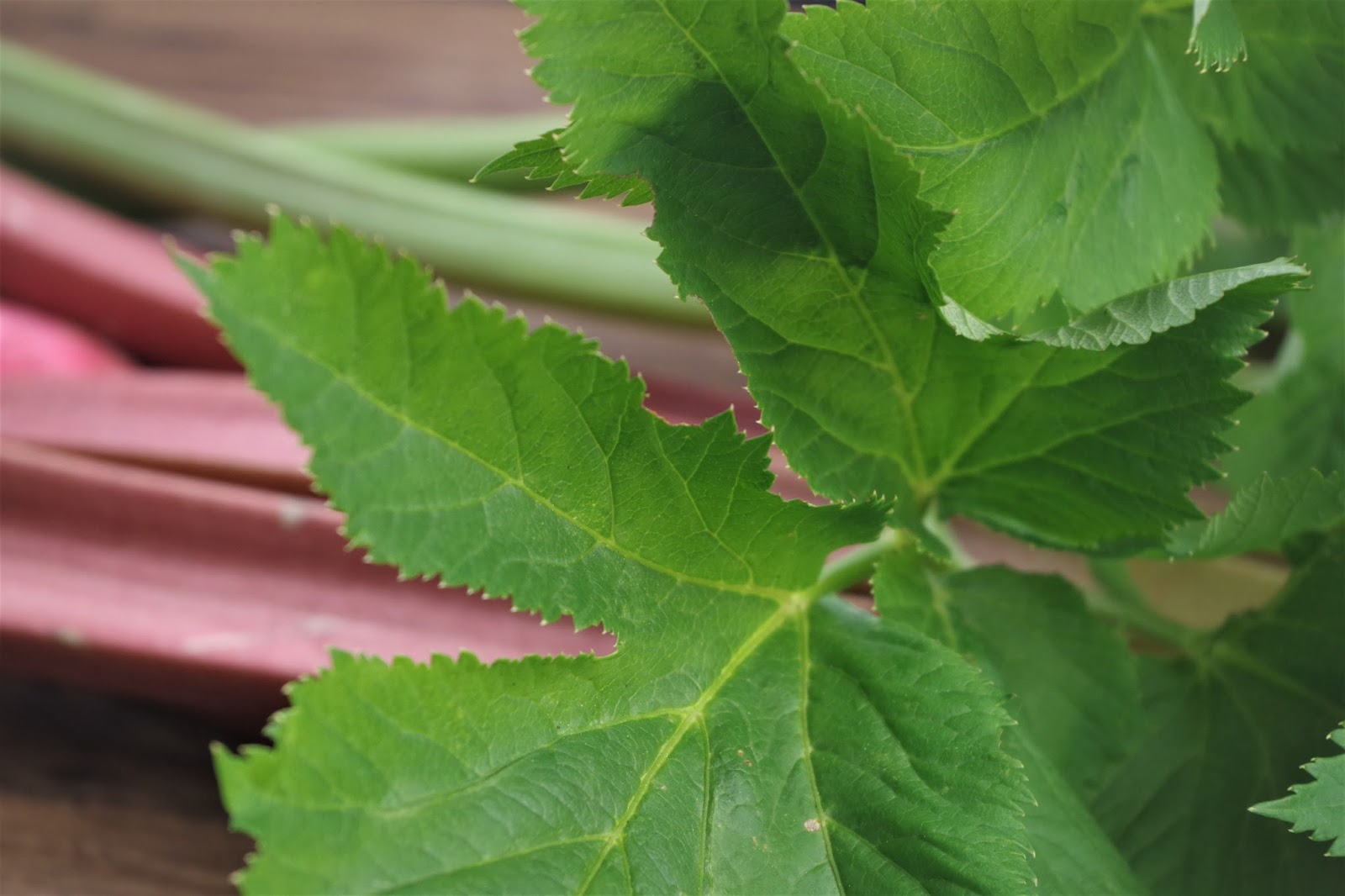 Island-Fan Kochbuch: Rabarbara og hvönn í mauki