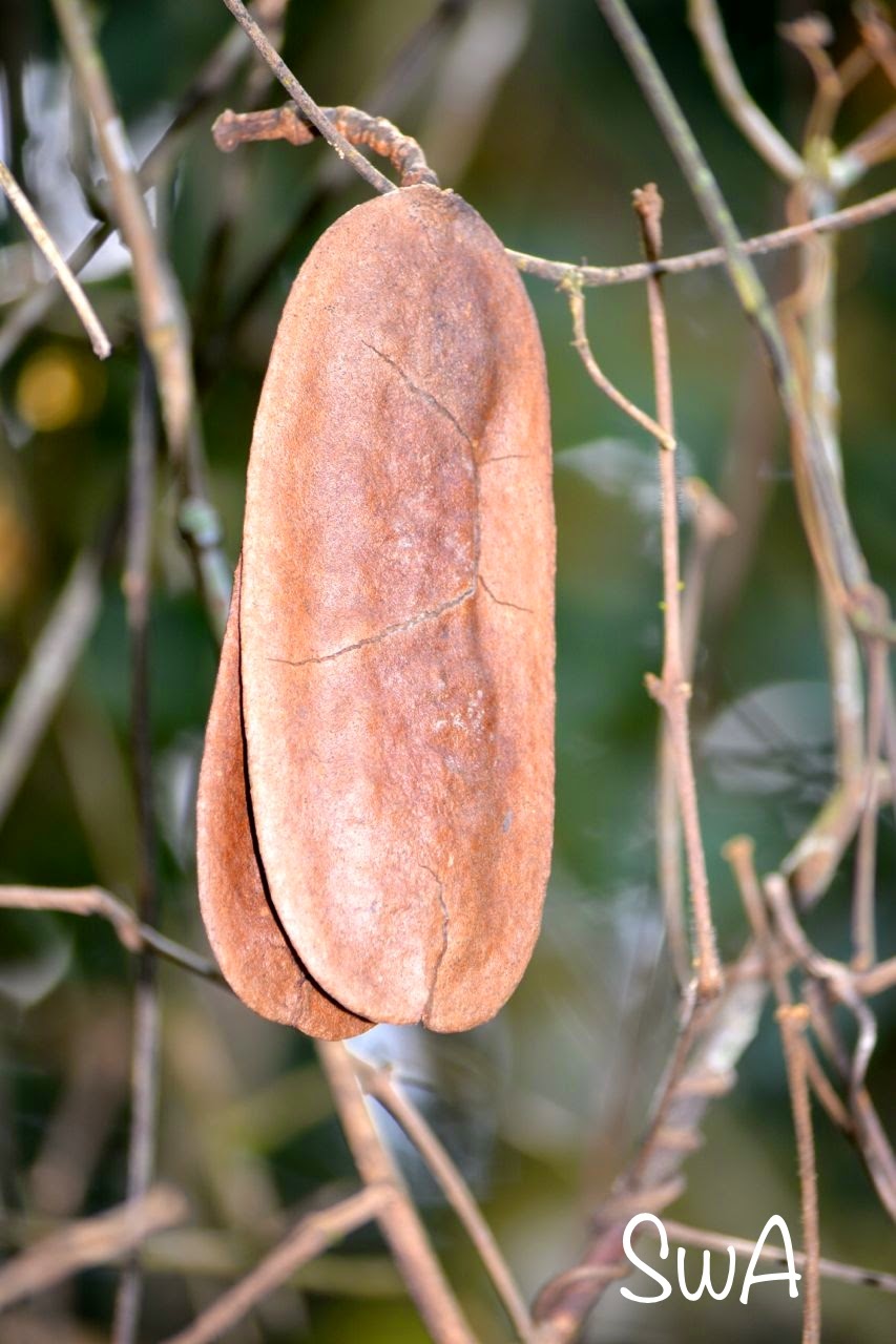 Tropical Biodiversity - Santarém - Pará - Brasil: Jacaranda copaia ...