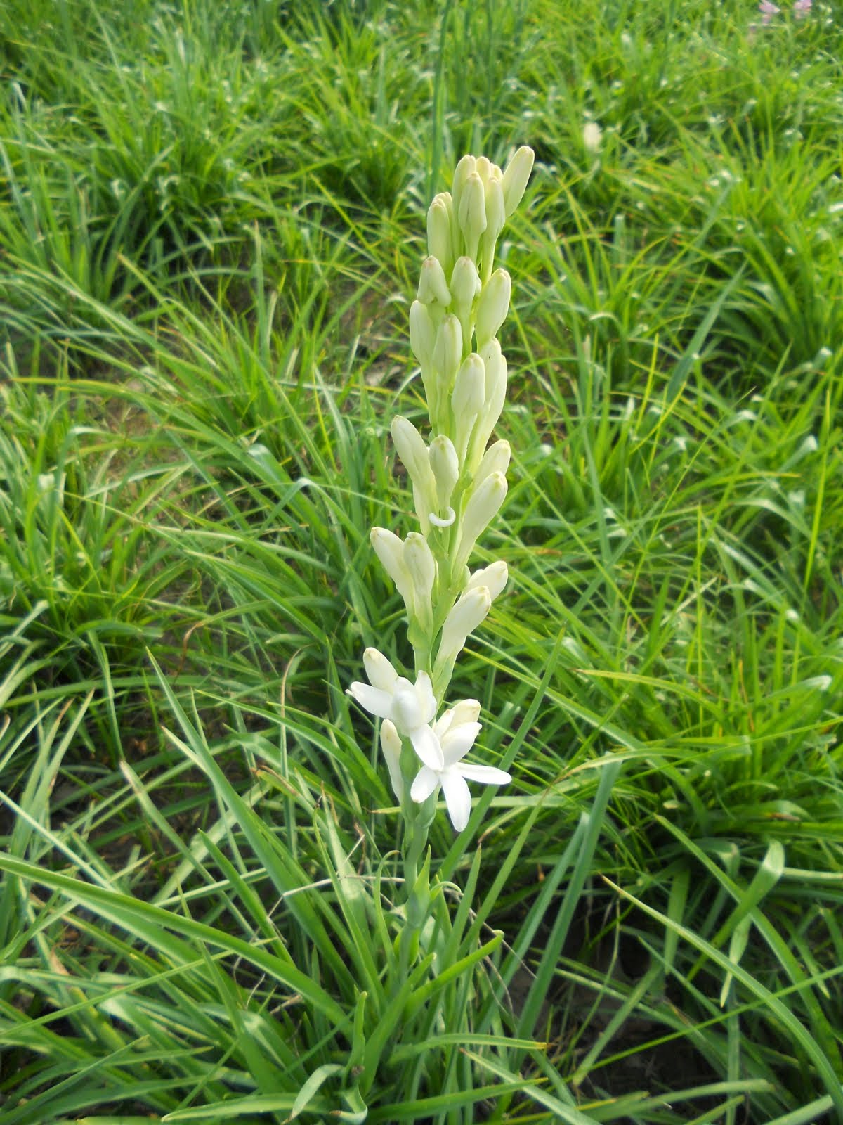 Sampangi Flower Wikipedia In Telugu | Best Flower Site